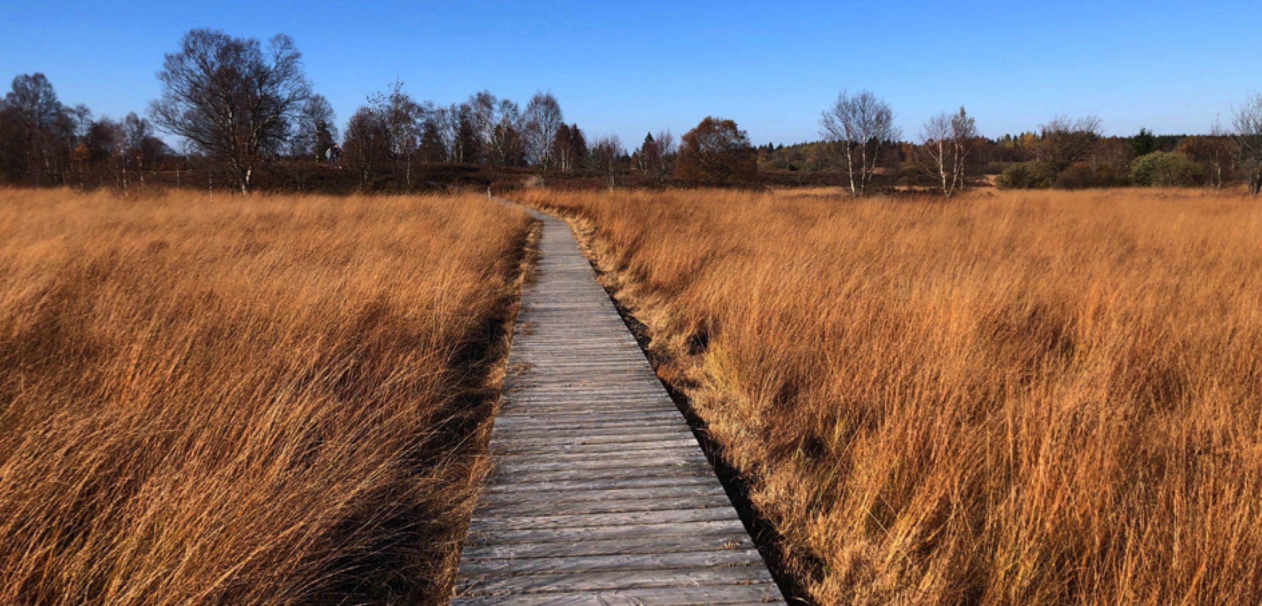 Aventure dans les tourbières – Homestorys